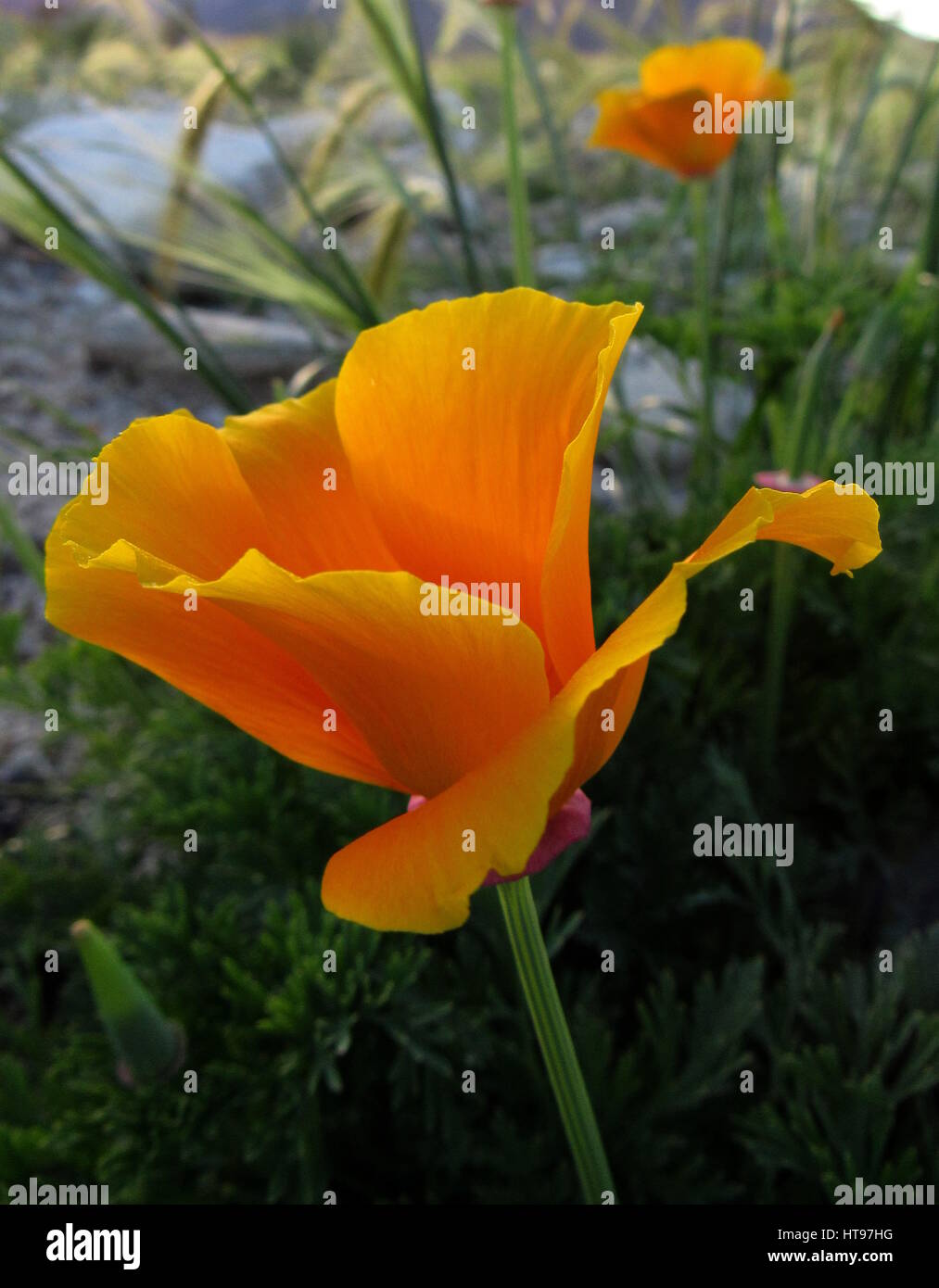 California poppy orange and golden wildflower, Eschscholzia californica ...