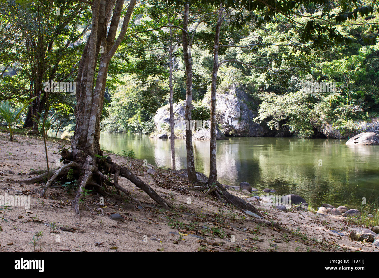 Trees along the banks of the Macal River in Belize Stock Photo - Alamy