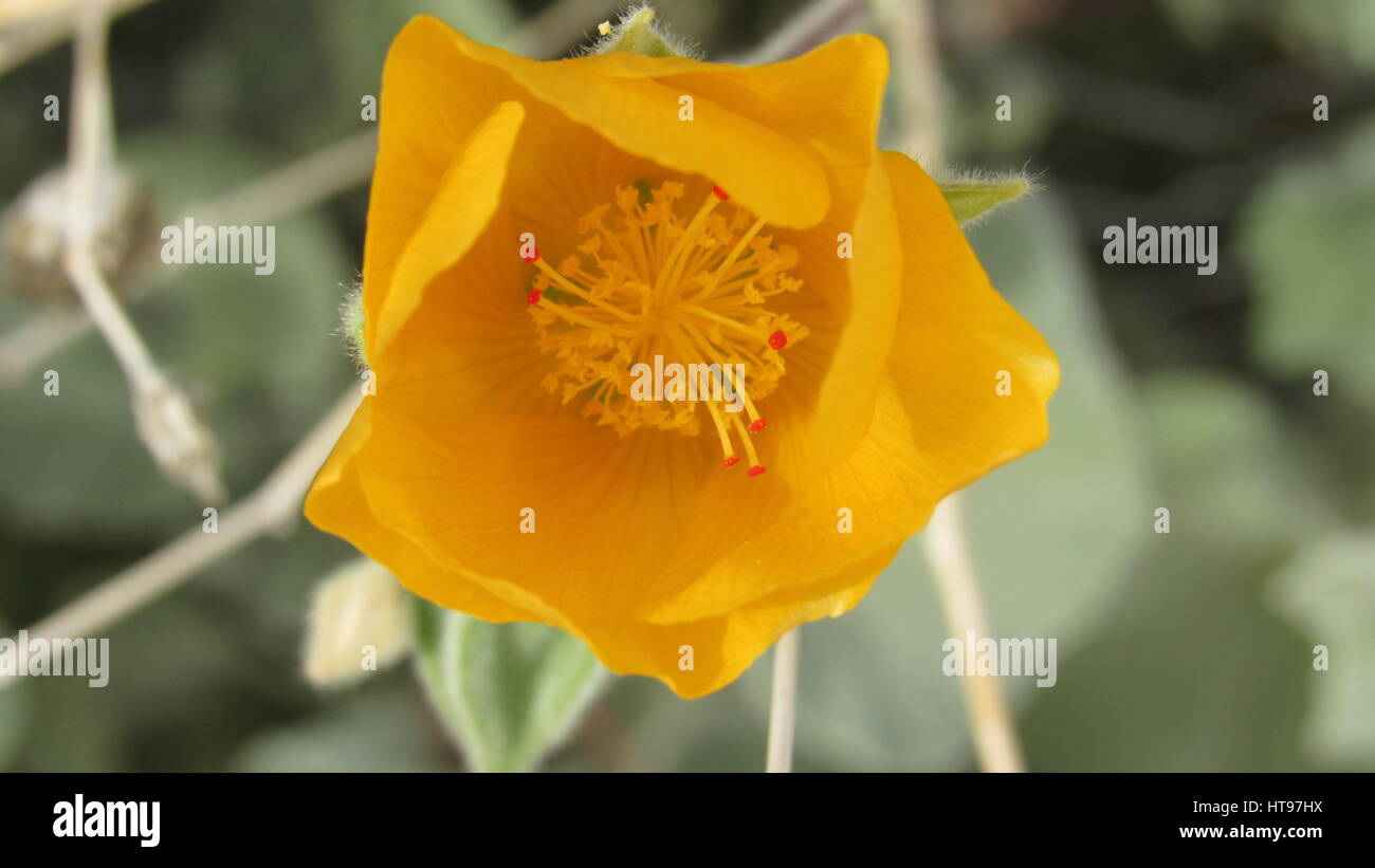 Desert globemallow or apricot mallow, Sphaeralcea ambigua with yellow ...