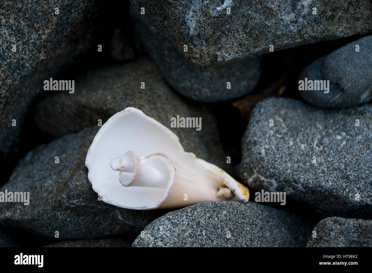 Seashell stones black white hi-res stock photography and images - Alamy