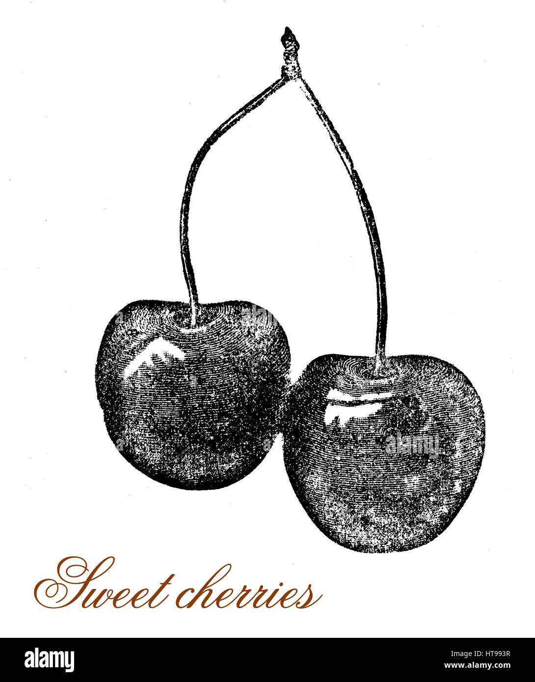 Vintage engraving of sweet cherry fruits, ripe to harvest Stock Photo ...