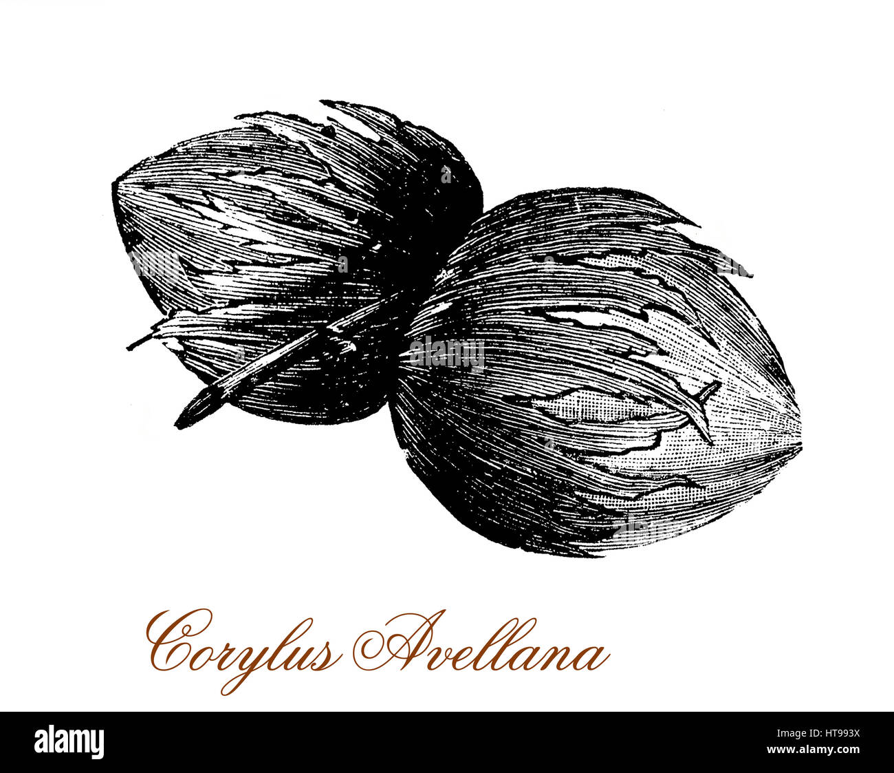 Hazel drawing hi-res stock photography and images - Alamy