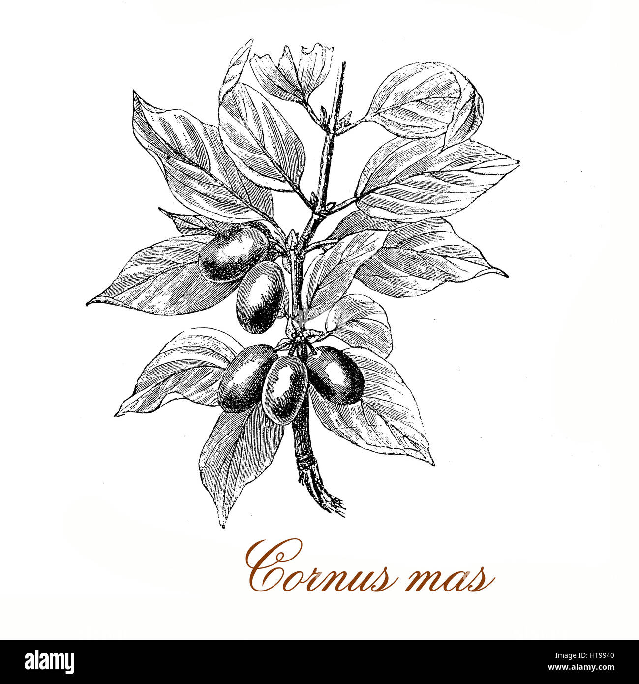 Cornus jam Cut Out Stock Images & Pictures - Alamy