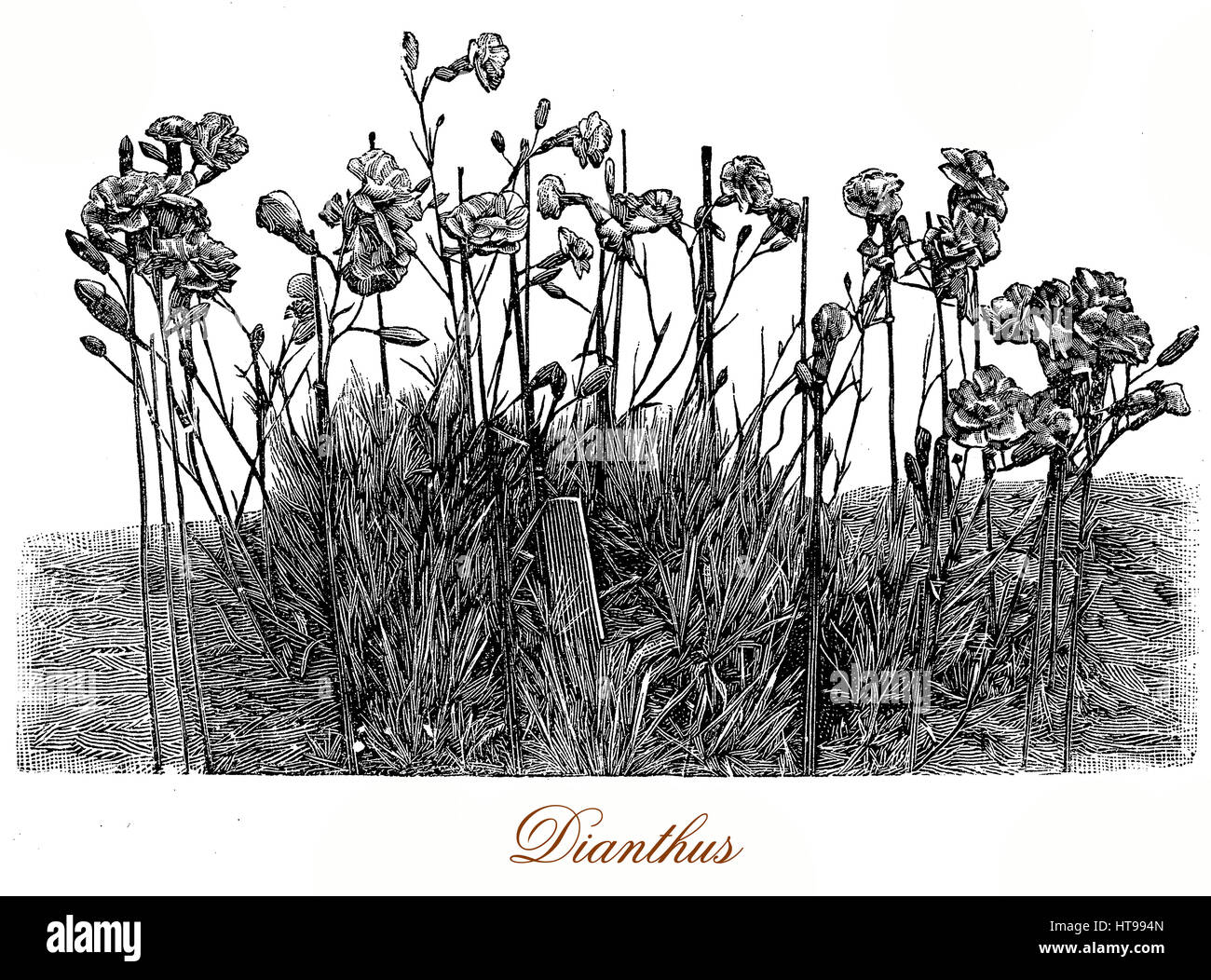 Is a species of flowering plant in Cut Out Stock Images & Pictures - Alamy