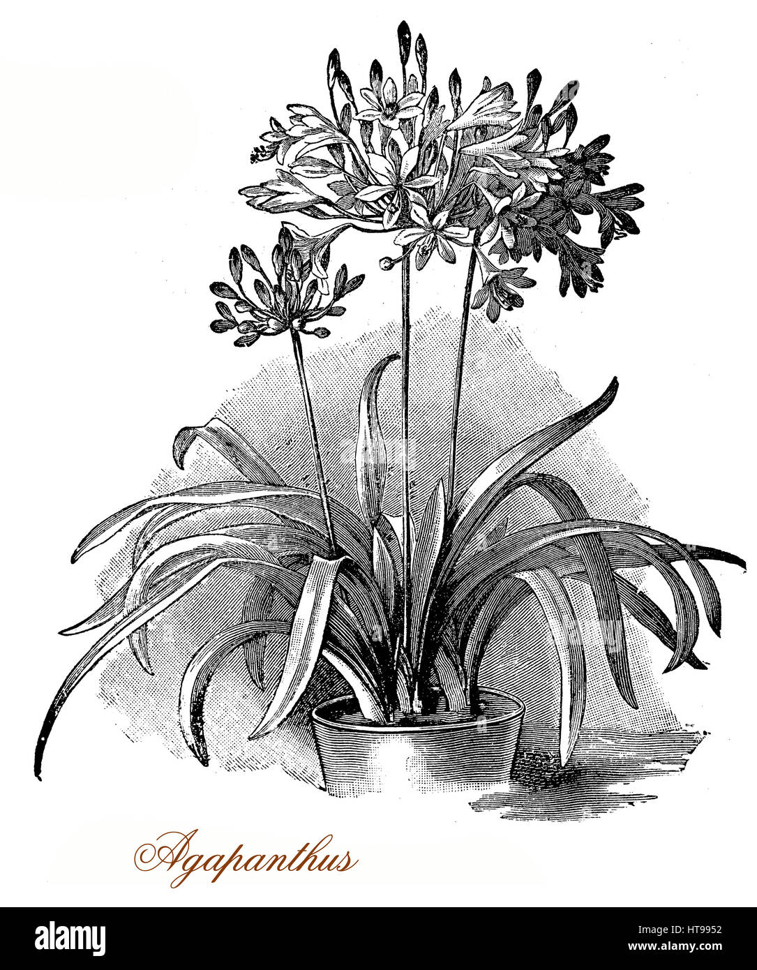Agapanthus Drawing