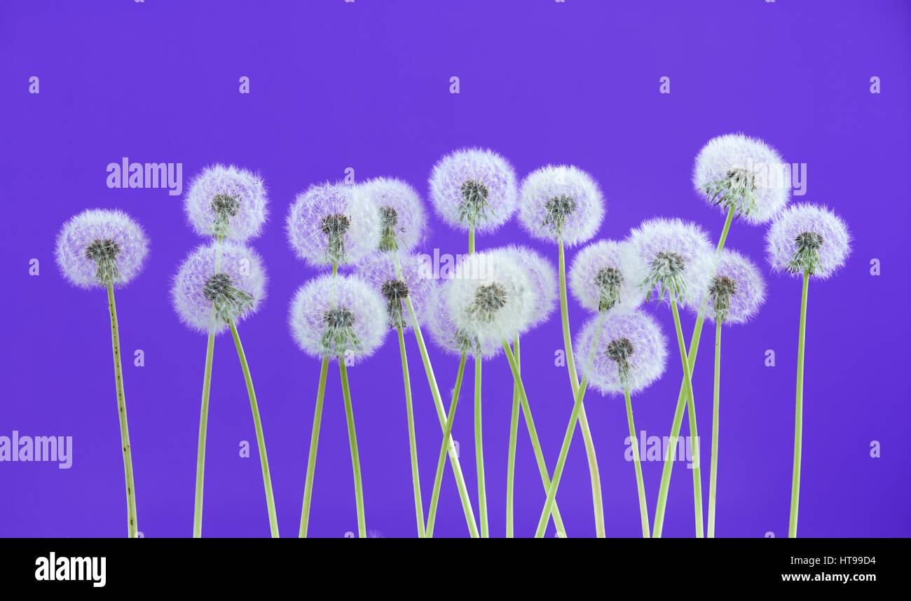 Dandelion flower on blue color background, group objects on blank space ...