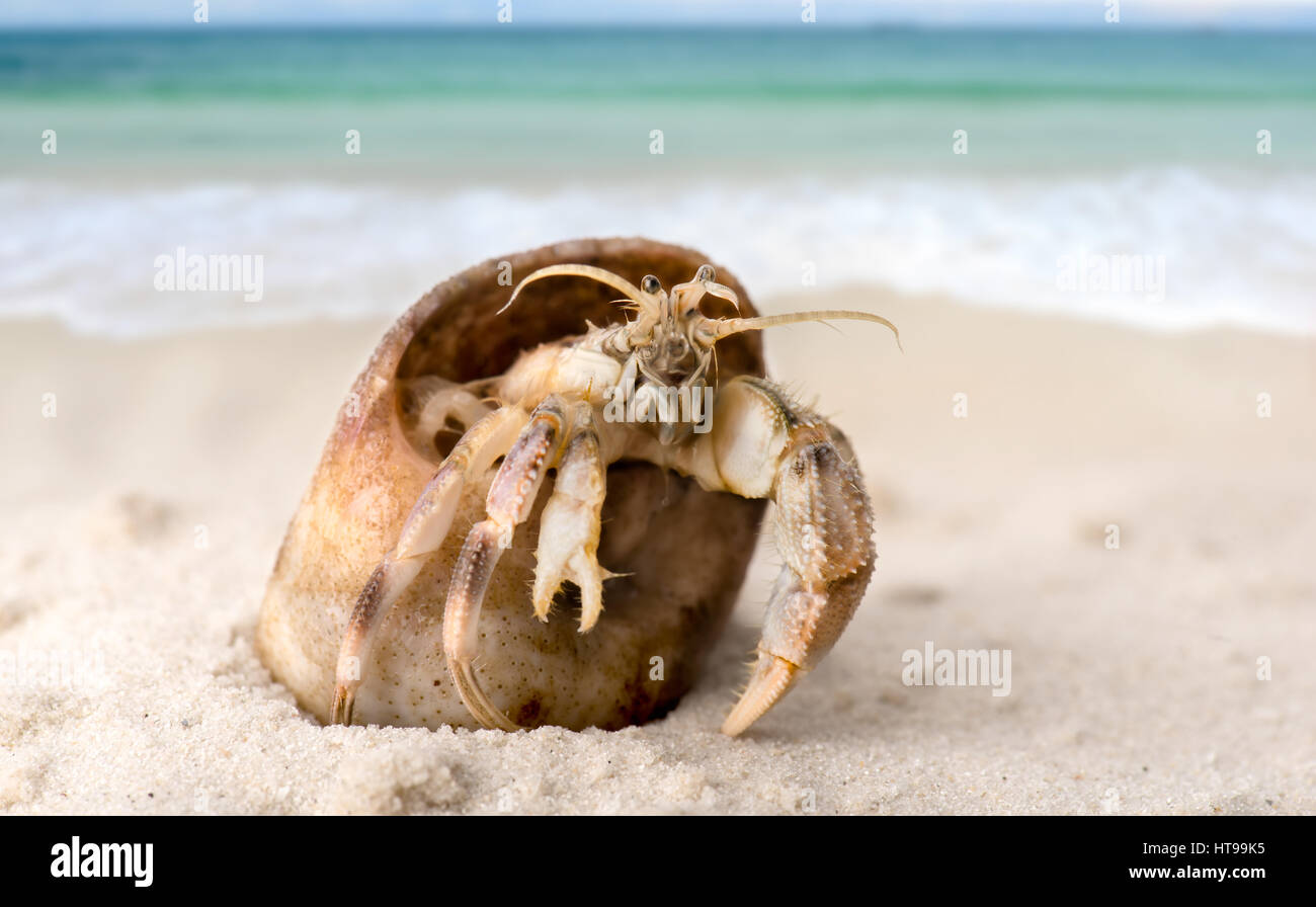 Life hermit crab on the beach in nature tropical sea in Thailand photo ...