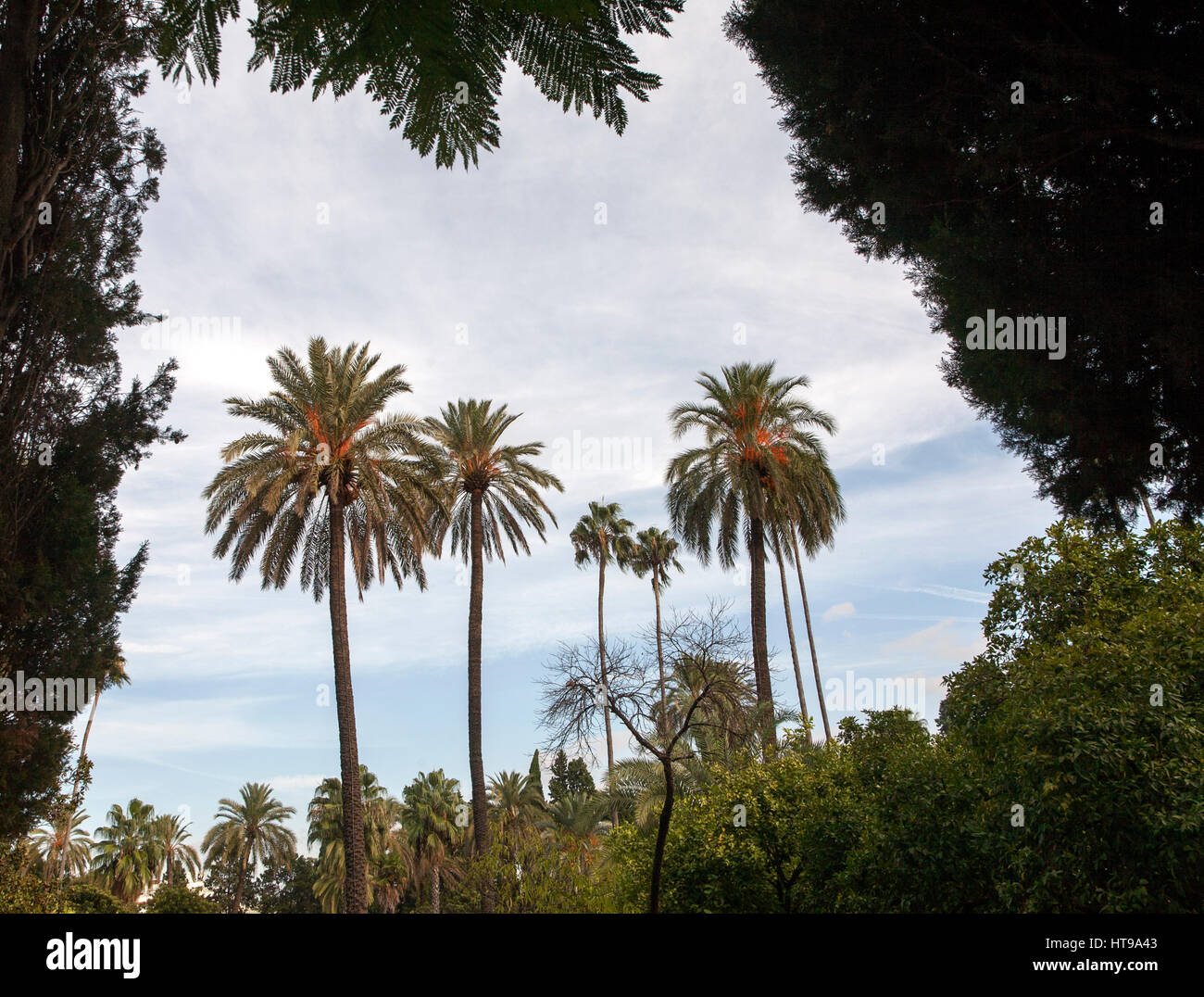 Date palm trees against blue sky in evening sunshine, Seville, Spain ...