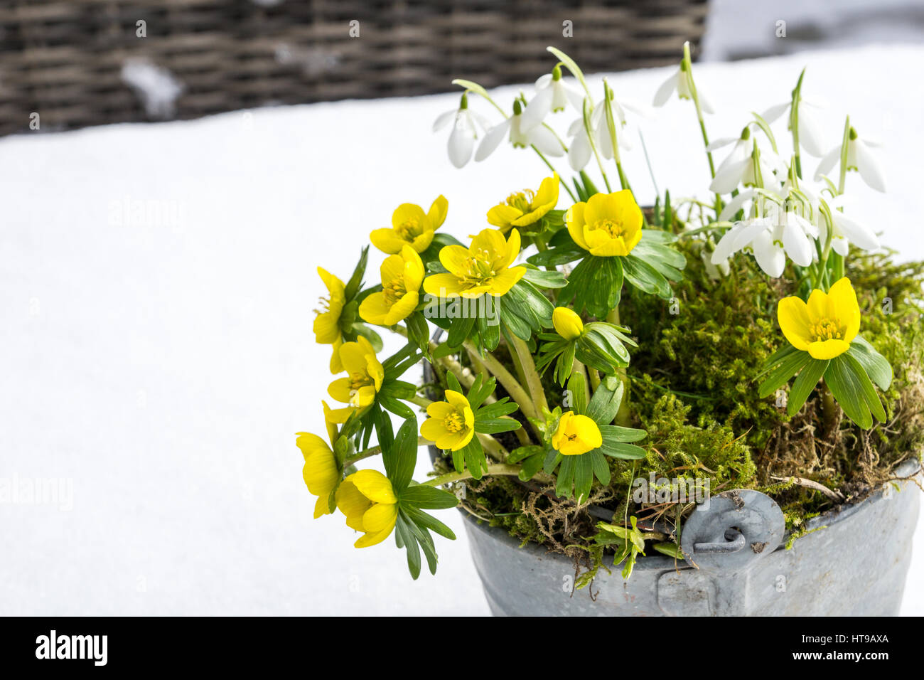 Aconite with snowdrops hi-res stock photography and images - Alamy