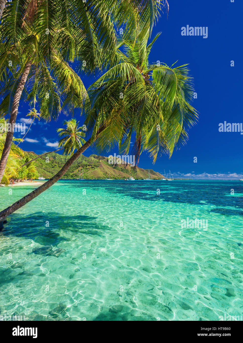 Beach with palm trees on the north side of tropical Moorea island ...