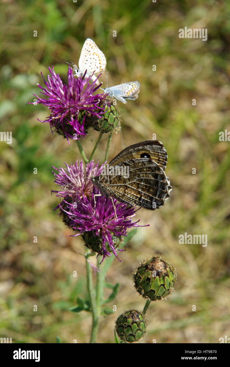 Beautiful mountain flowers. Flora of mountain ranges Stock Photo - Alamy