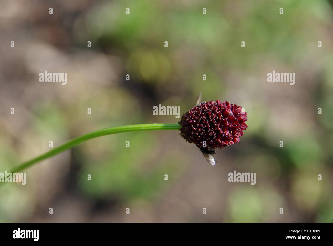 Beautiful mountain flowers. Flora of mountain ranges Stock Photo - Alamy
