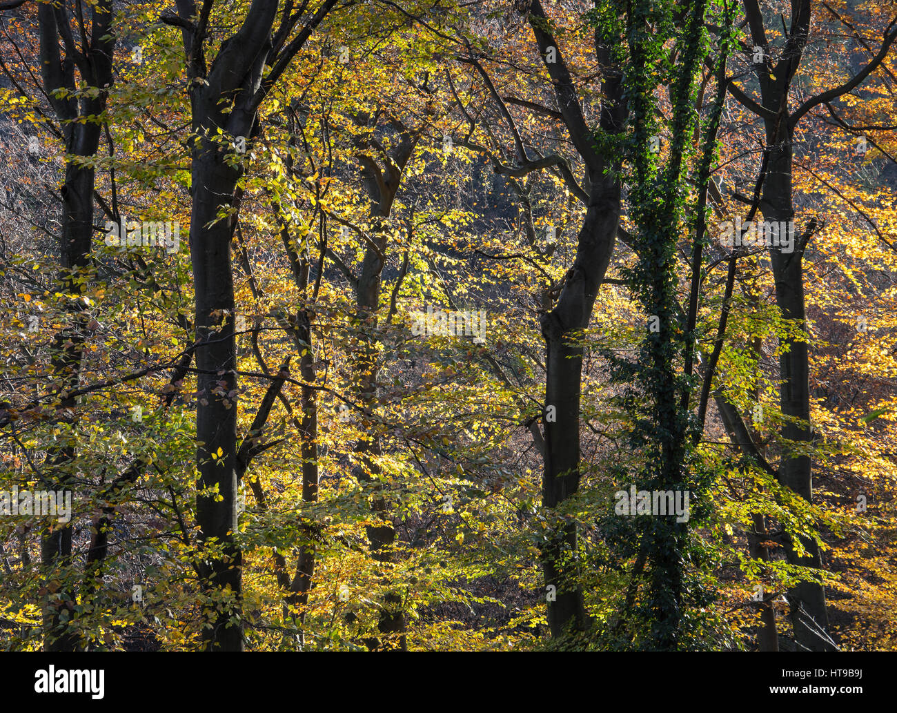 colorful fall forest Stock Photo - Alamy