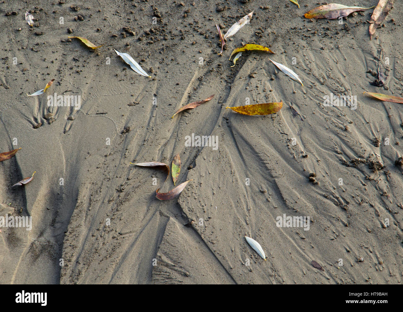leaves in the sand Stock Photo - Alamy