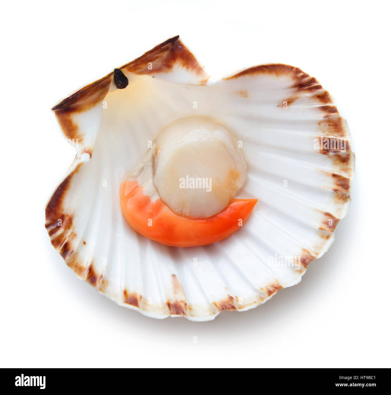 Raw scallop isolated on white background Stock Photo - Alamy