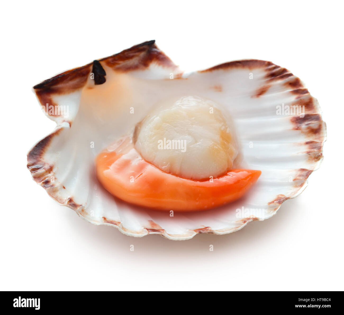 Raw scallop isolated on white background Stock Photo - Alamy