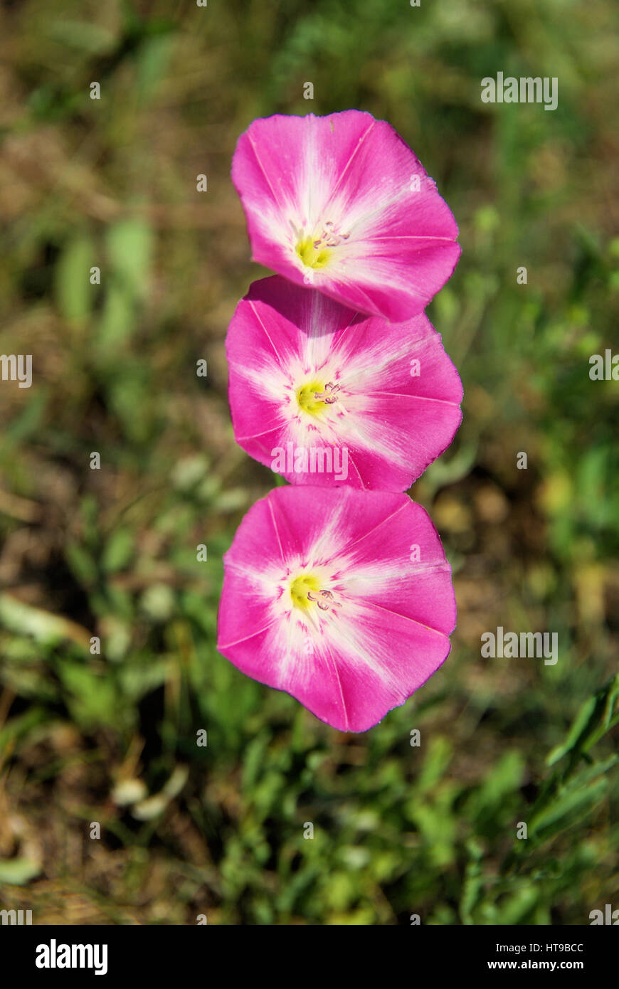 Beautiful mountain flowers. Flora of mountain ranges Stock Photo - Alamy