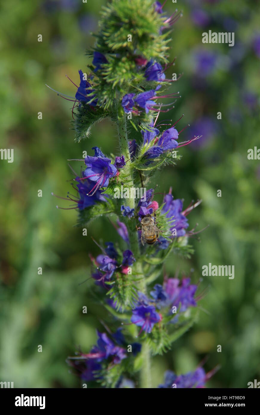 Beautiful mountain flowers. Flora of mountain ranges Stock Photo - Alamy