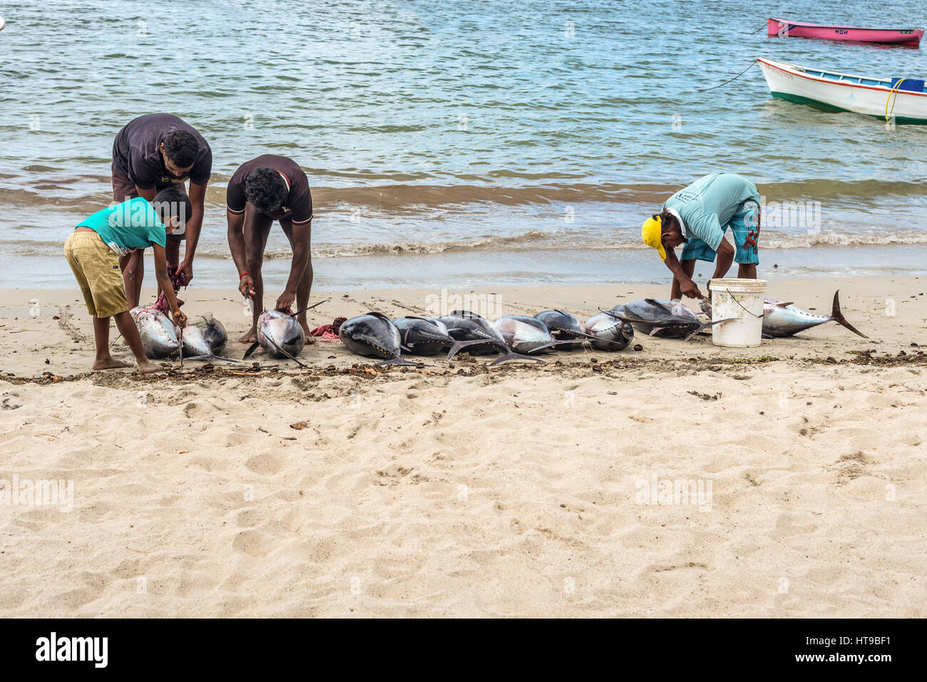 Tamarin, Mauritius - December 10, 2015: Fishermen cleaning freshly big ...