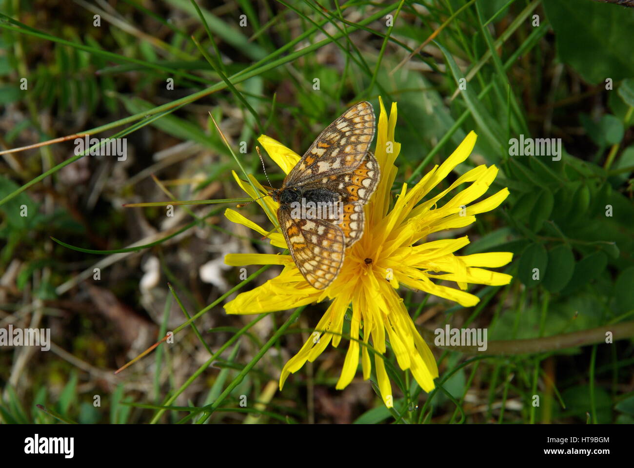 Beautiful mountain flowers. Flora of mountain ranges Stock Photo - Alamy