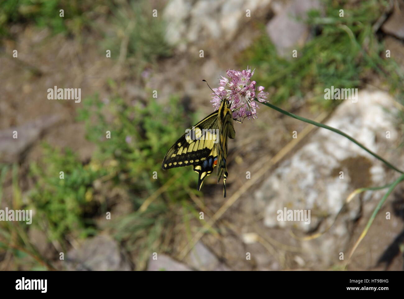 Beautiful mountain flowers. Flora of mountain ranges Stock Photo - Alamy
