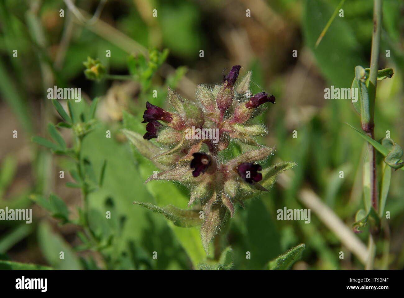 Beautiful mountain flowers. Flora of mountain ranges Stock Photo - Alamy