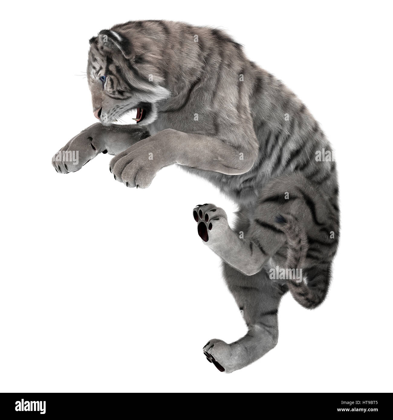 3D rendering of a white tiger jumping isolated on white background ...