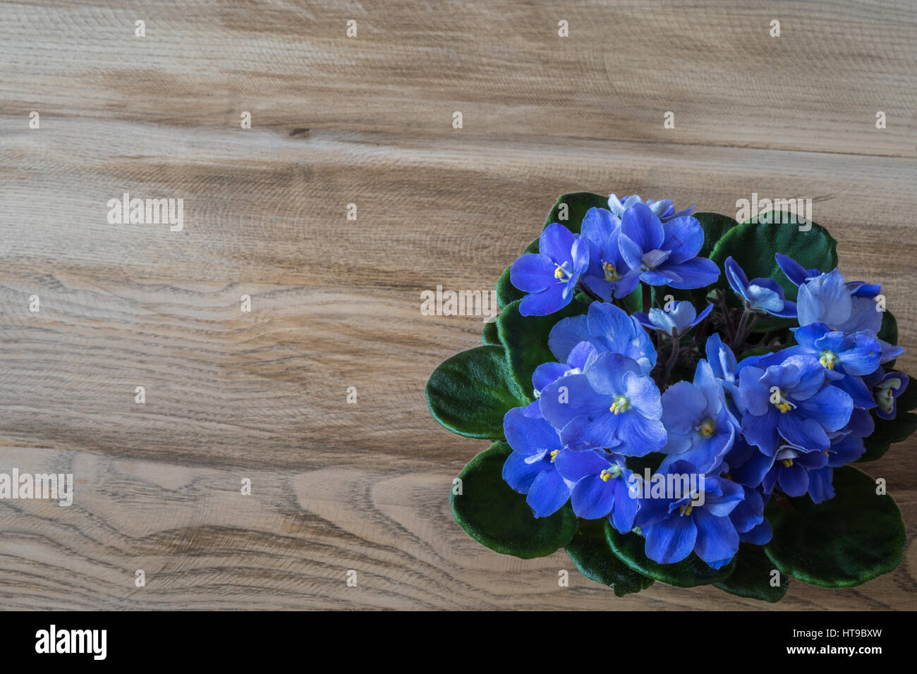 Beautiful spring flowers. Violets pot on a vintage wood background ...