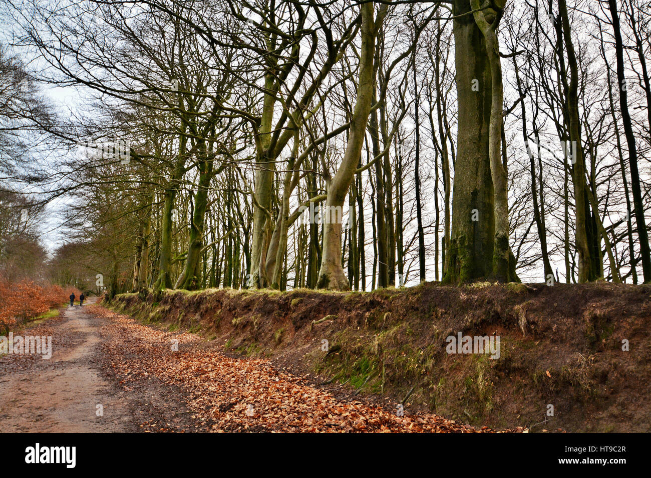 Walking On The Quantock Hills Stock Photo - Alamy