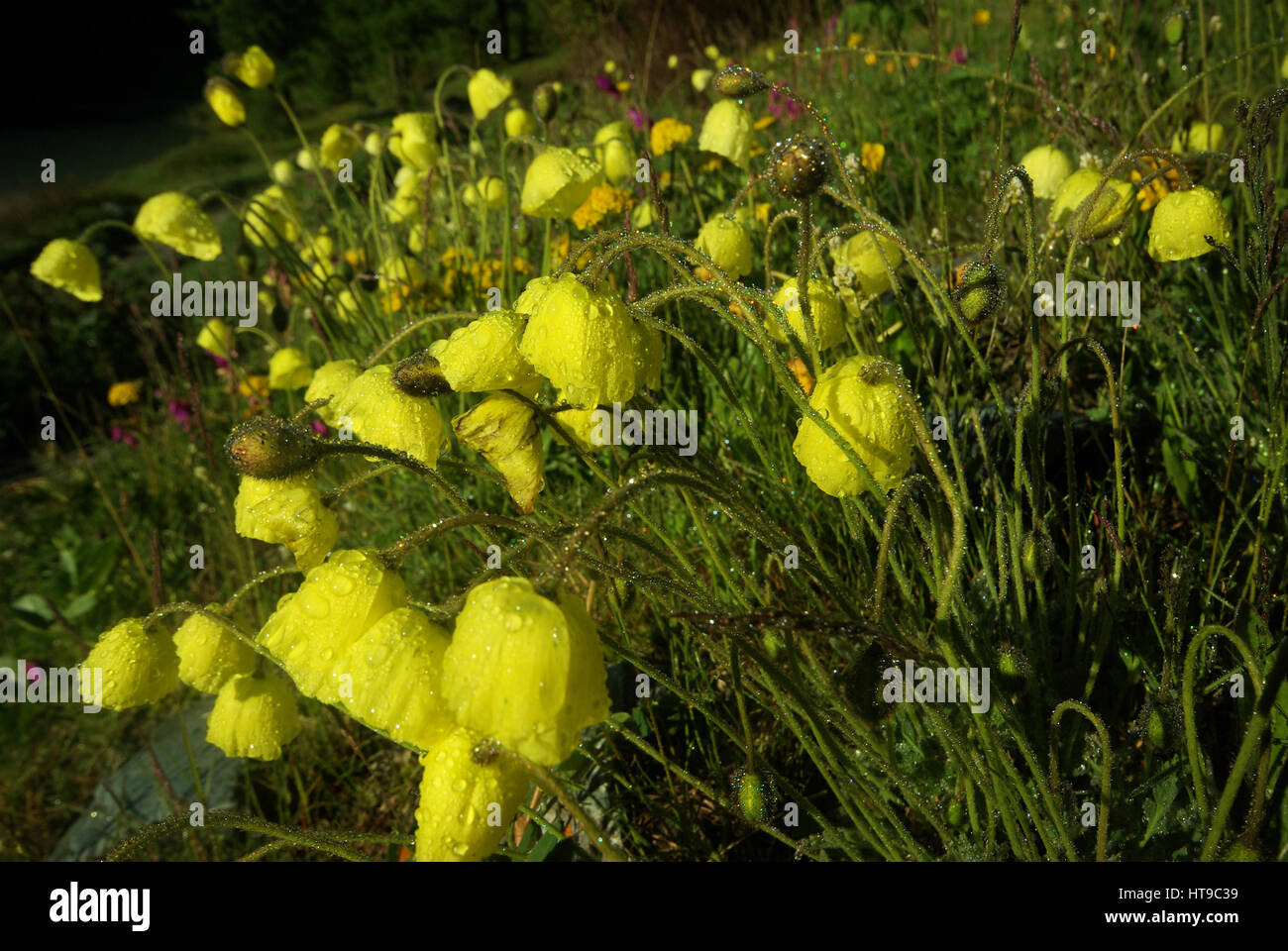 Beautiful mountain flowers. Flora of mountain ranges Stock Photo - Alamy