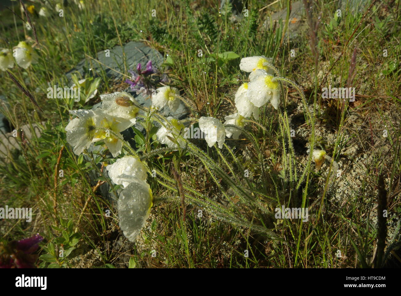 Beautiful mountain flowers. Flora of mountain ranges Stock Photo - Alamy