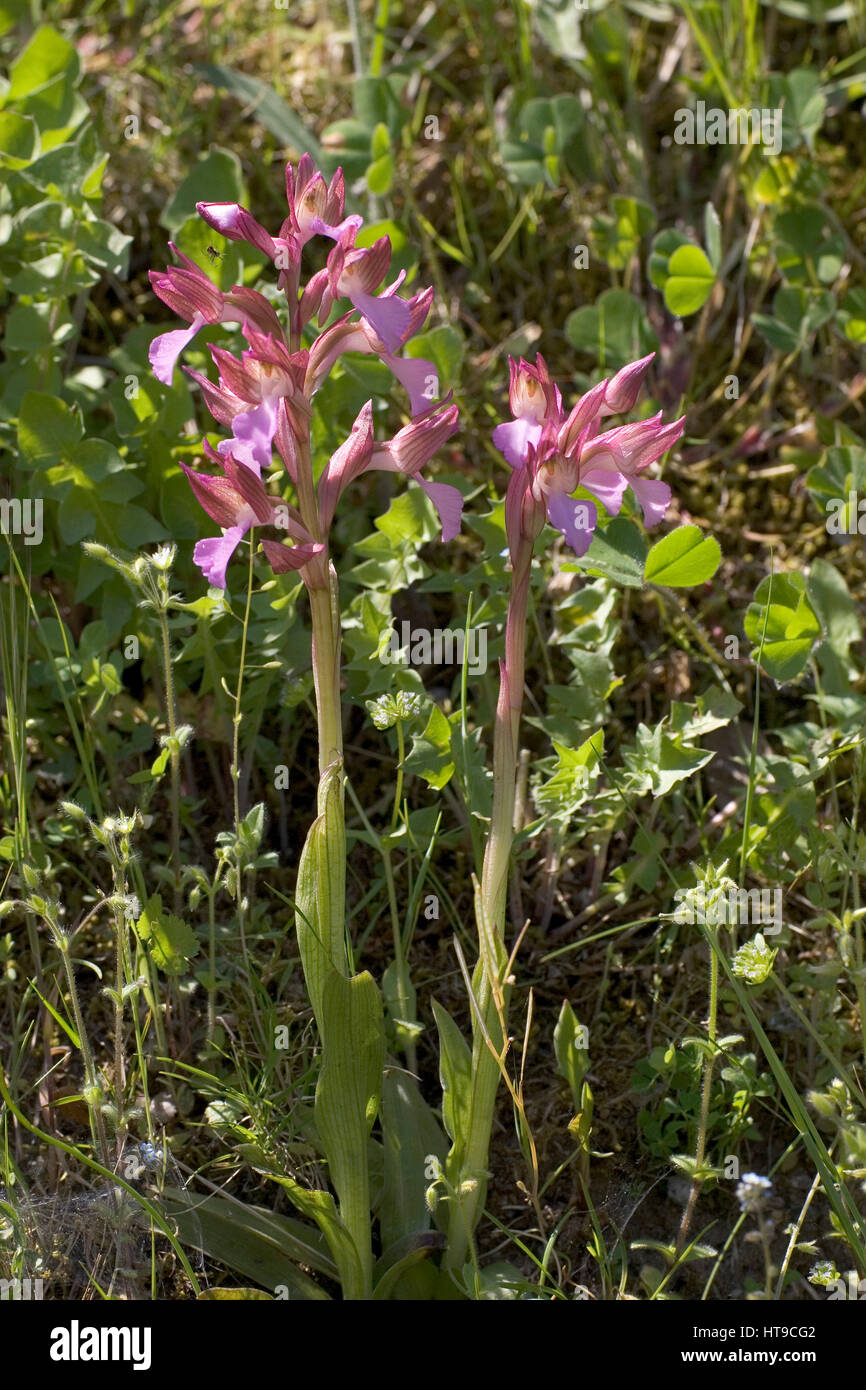 Pink Butterfly Orchid Orchis papilionacea near Campile Corsica France ...