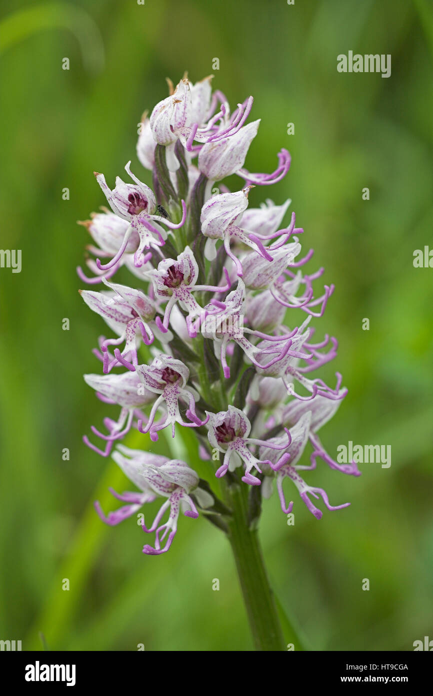 Monkey orchid Orchis simia growing on roadside bank, near Romorantin ...