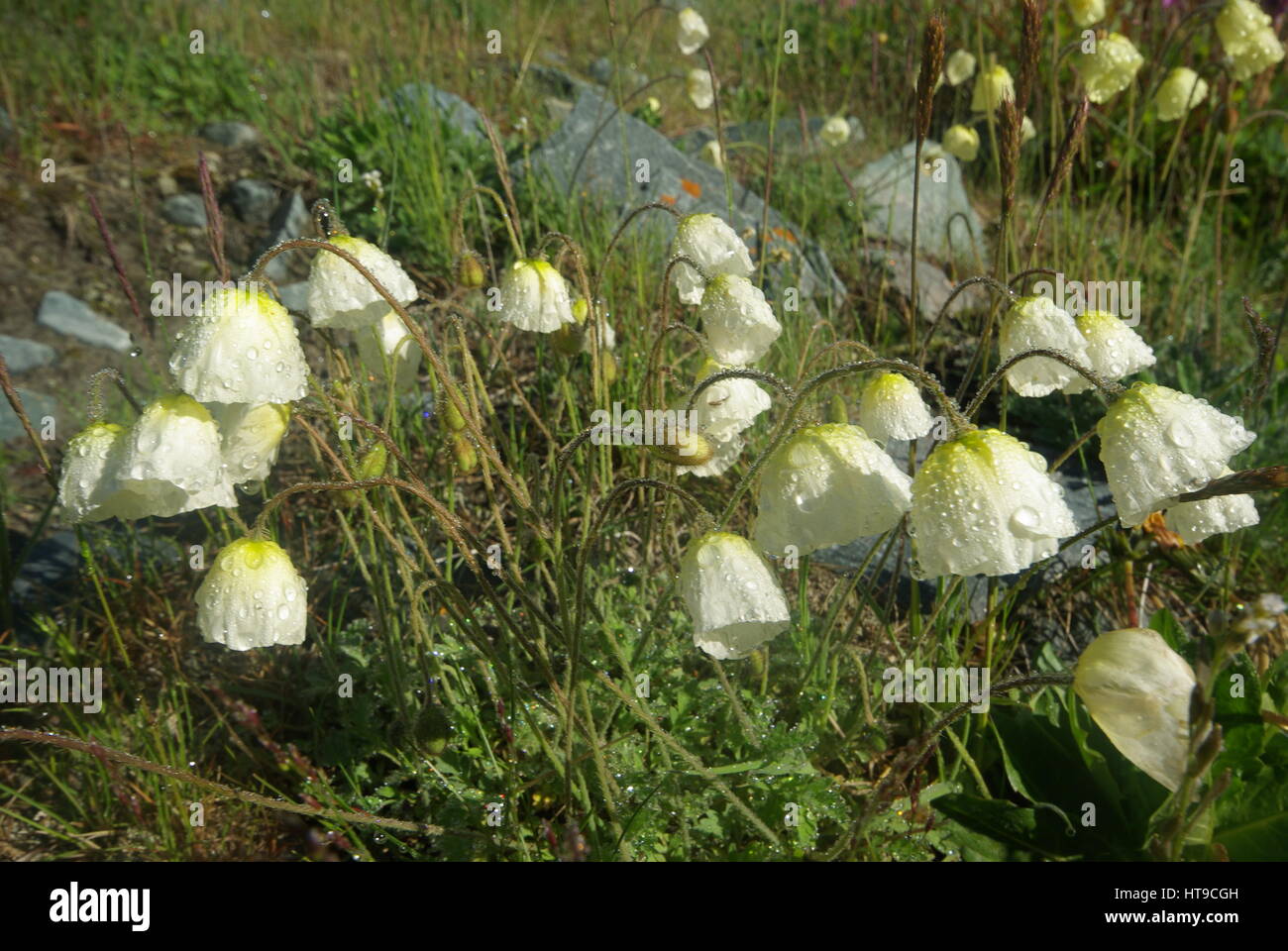 Beautiful mountain flowers. Flora of mountain ranges Stock Photo - Alamy