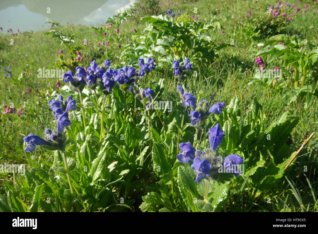 Beautiful mountain flowers. Flora of mountain ranges Stock Photo - Alamy