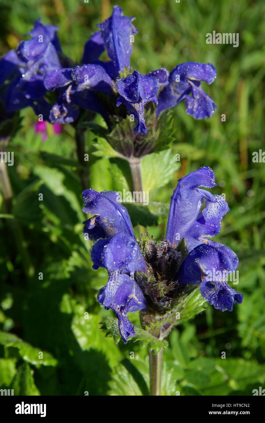 Beautiful mountain flowers. Flora of mountain ranges Stock Photo - Alamy