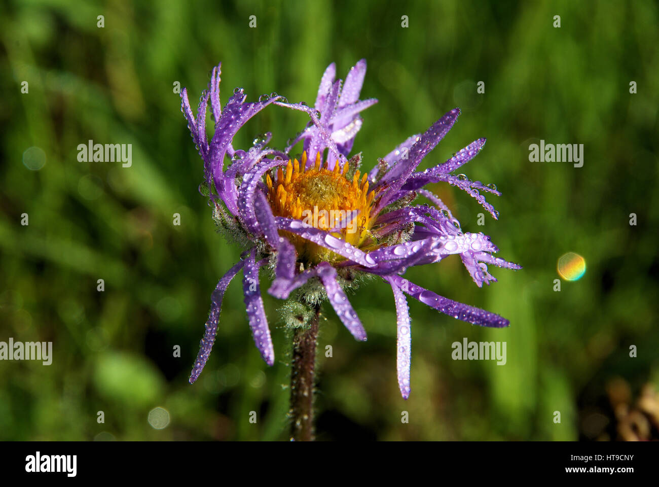 Beautiful mountain flowers. Flora of mountain ranges Stock Photo - Alamy