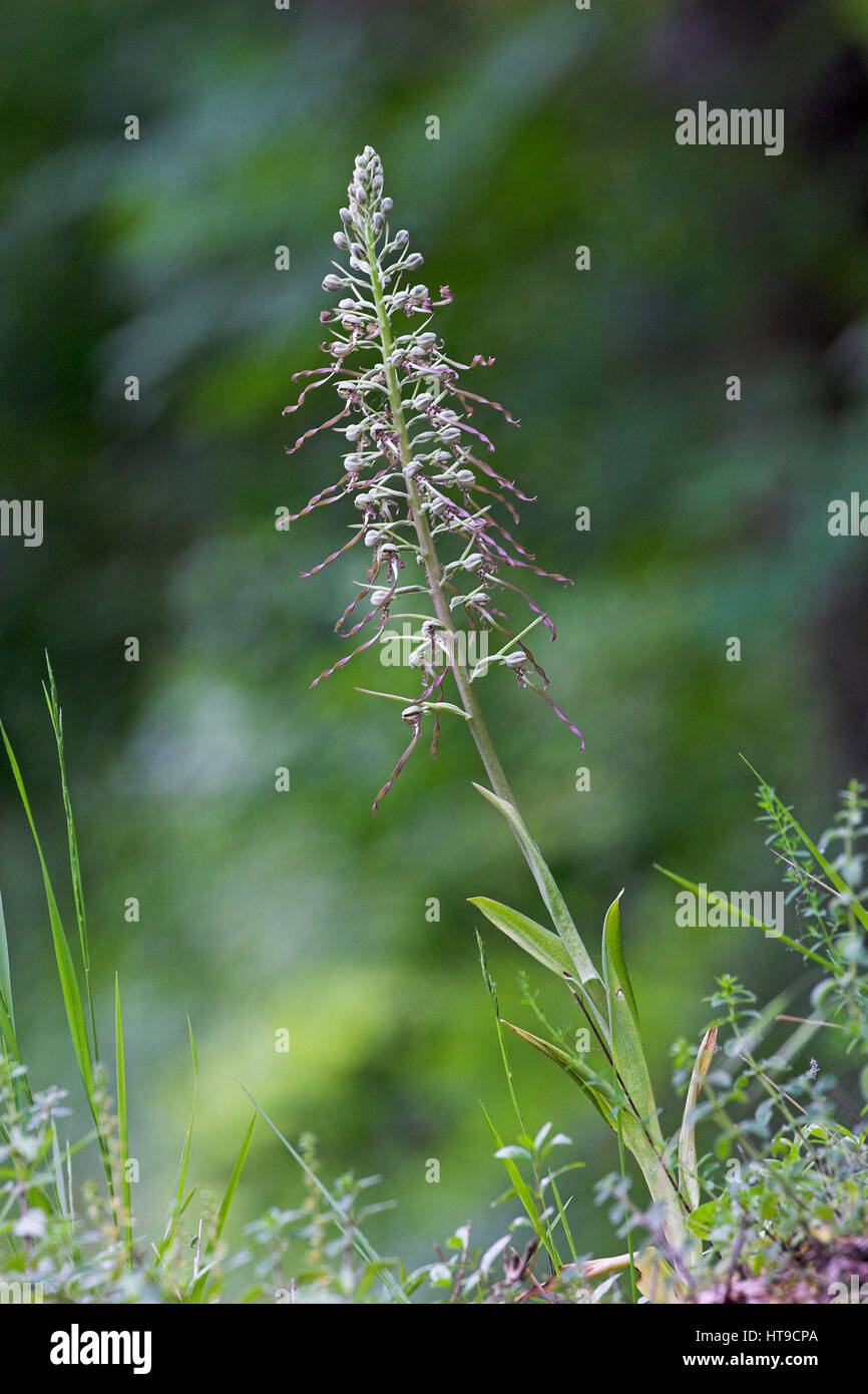 Lizard orchid Himantoglossum hircinum Parc Naturel Regional de La ...