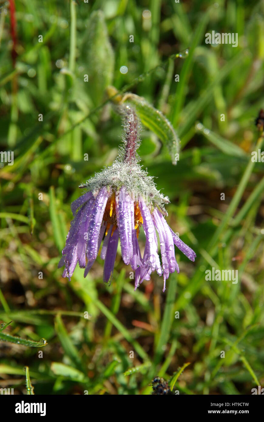 Beautiful mountain flowers. Flora of mountain ranges Stock Photo - Alamy