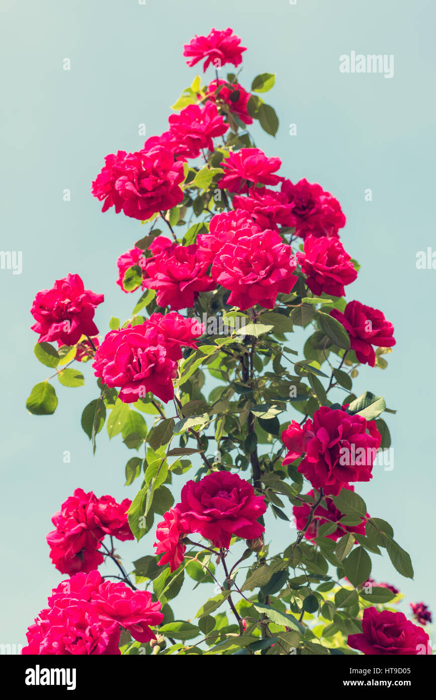beautiful bush of red roses, colorised image Stock Photo - Alamy