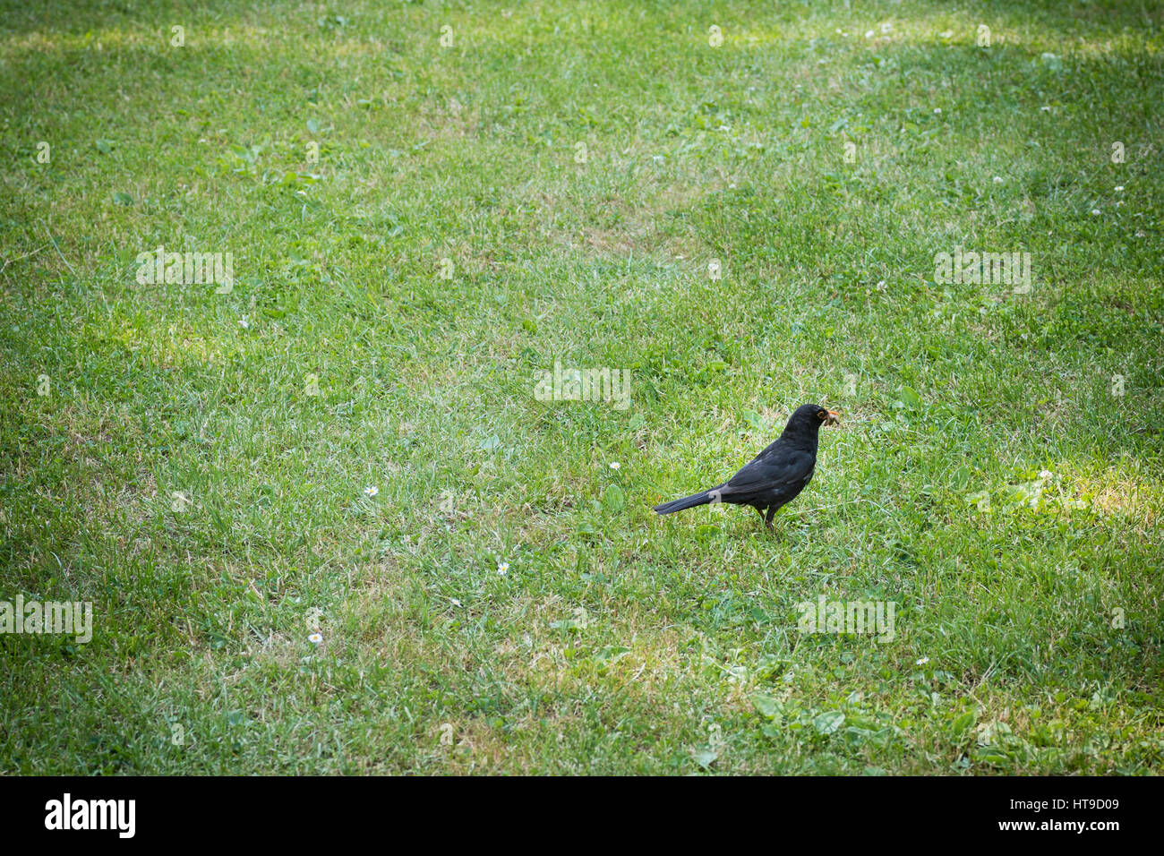 Worm hunting hi-res stock photography and images - Alamy