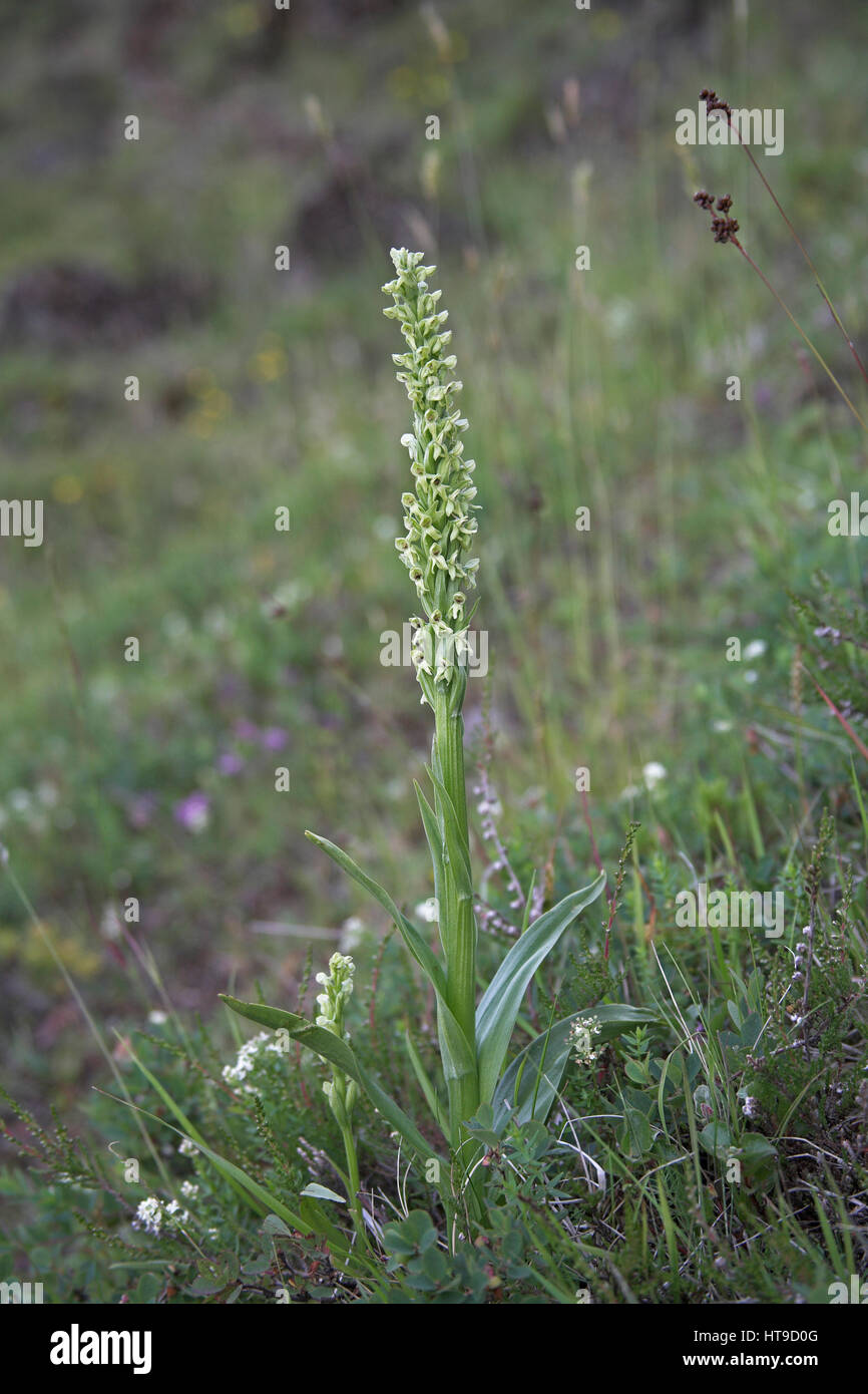 Northern butterfly orchid Platanthera hyperborea Iceland July 2009 ...