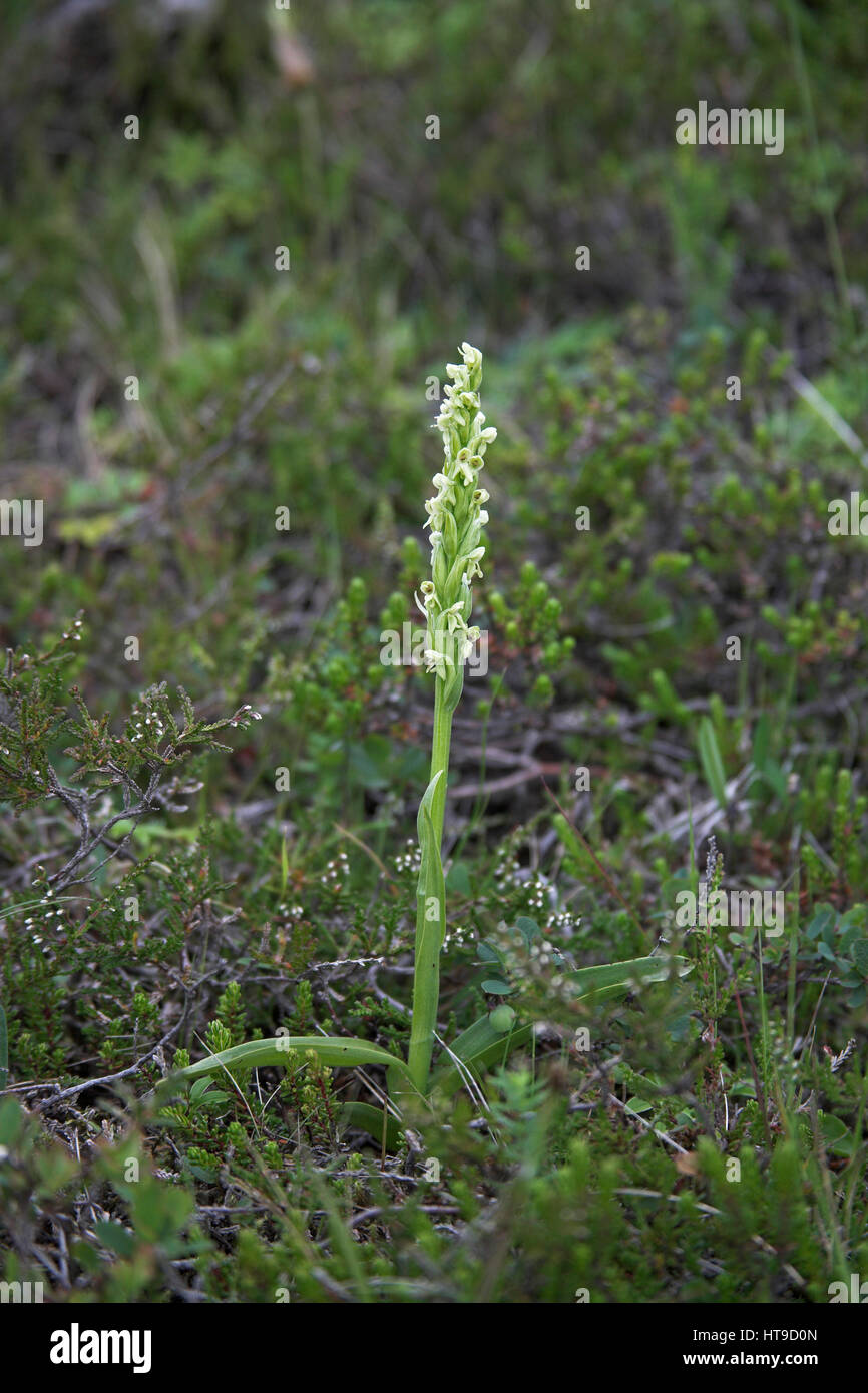 Northern butterfly orchid Platanthera hyperborea Iceland July 2009 ...