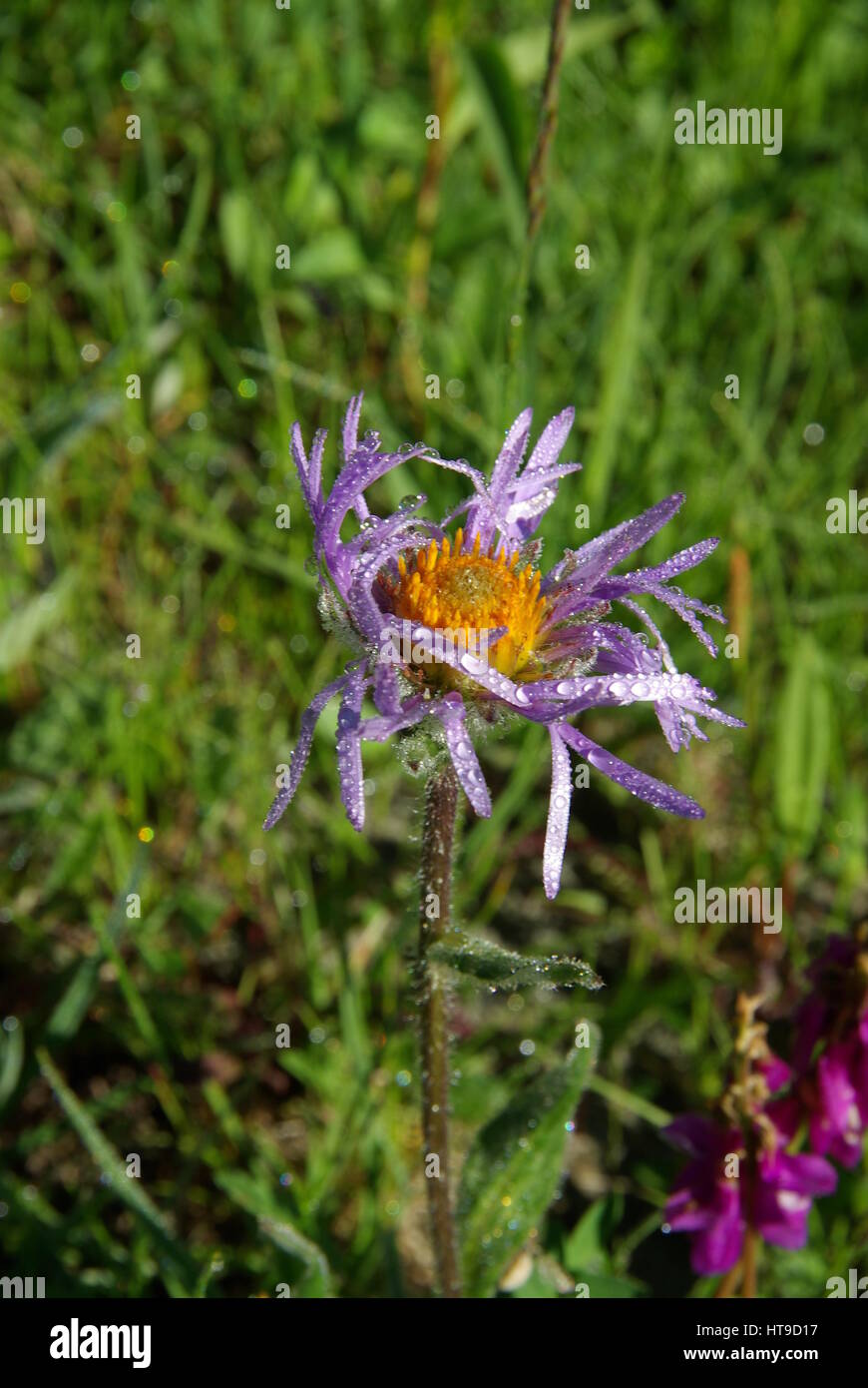 Beautiful mountain flowers. Flora of mountain ranges Stock Photo - Alamy