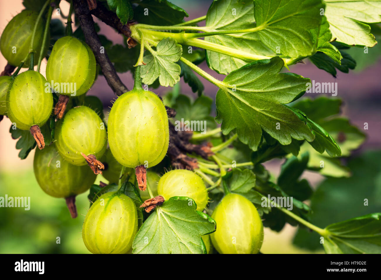 Gooseberry bush with berries and green leaves Stock Photo - Alamy