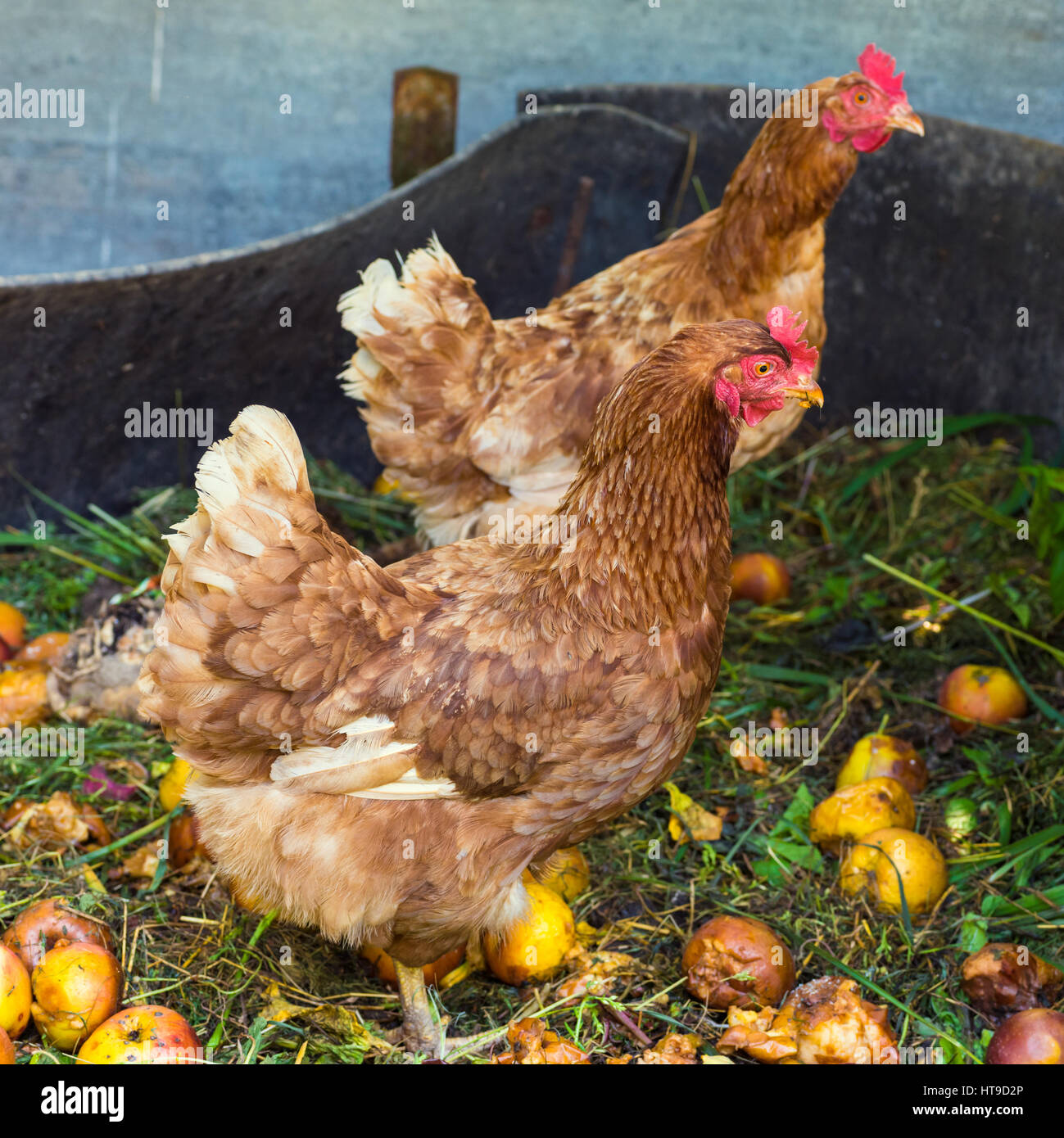 Household waste bird hi-res stock photography and images - Alamy