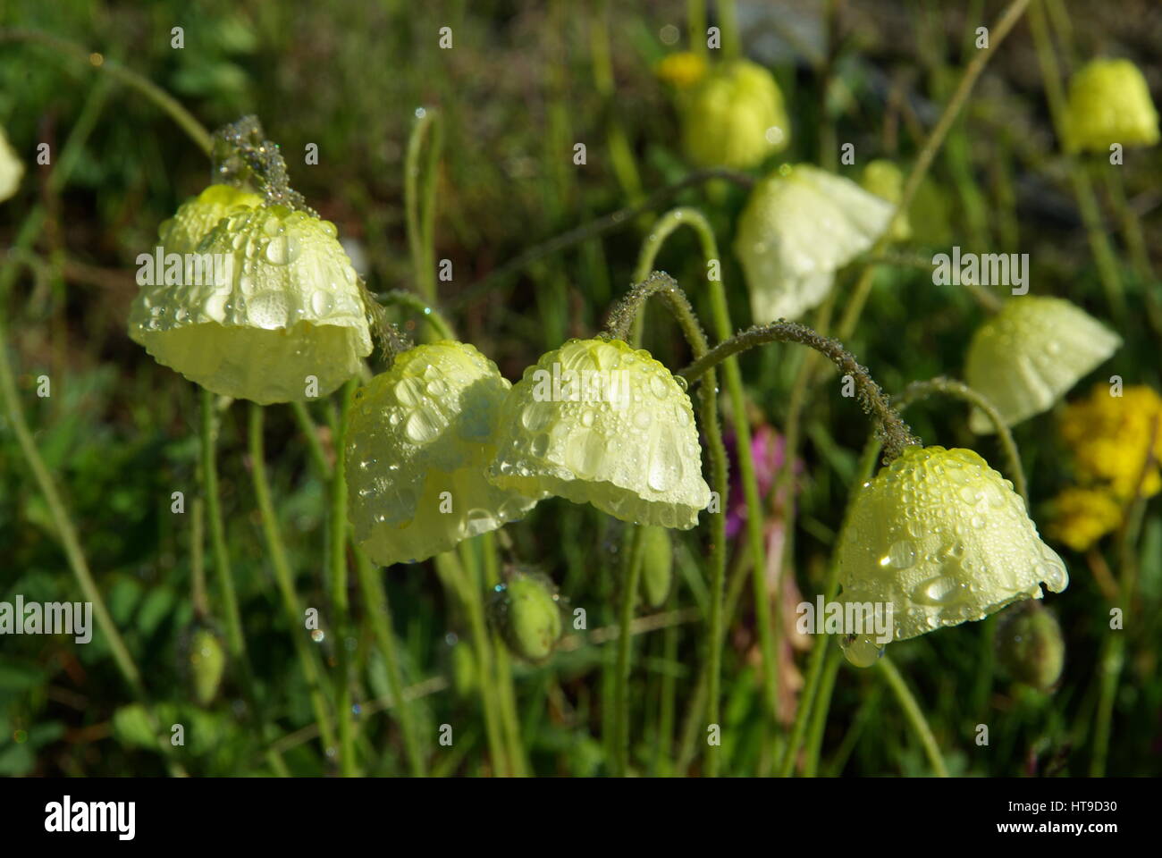 Beautiful mountain flowers. Flora of mountain ranges Stock Photo - Alamy