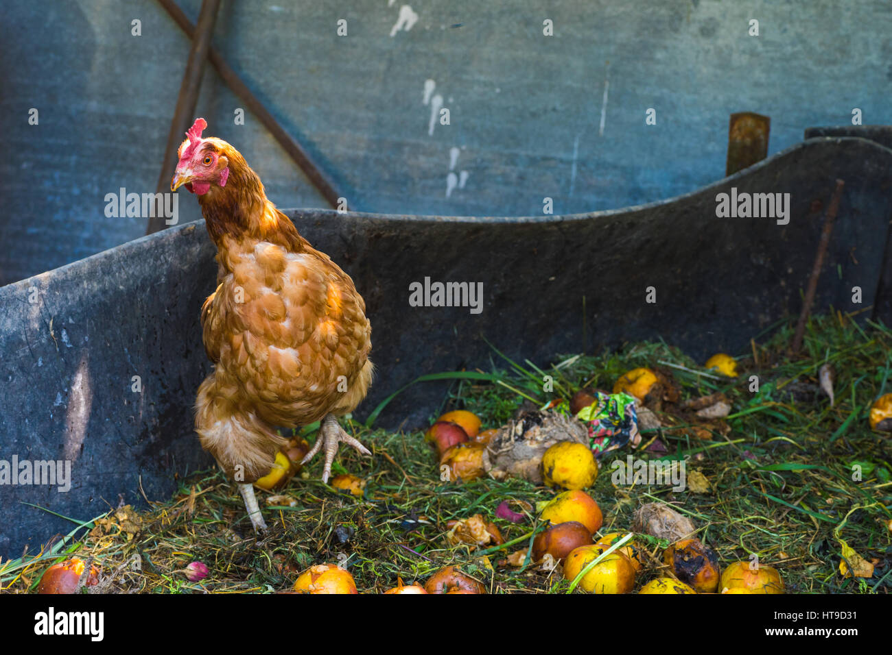 Household waste bird hi-res stock photography and images - Alamy