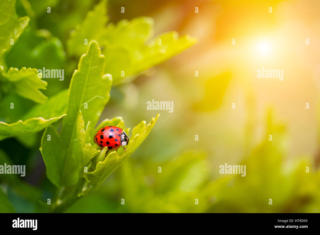 Ladybird in garden, close up Stock Photo - Alamy