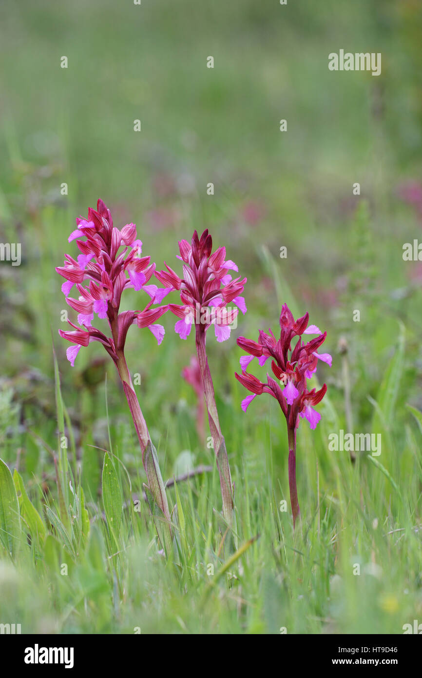 Pink butterfly orchid Orchis papilionacea Corsica France Stock Photo ...